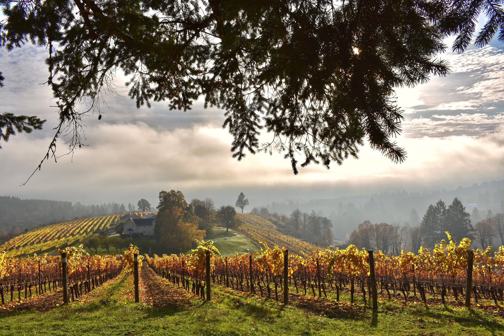 Tualatin Hills AVA Wine Region | Oregon Wine