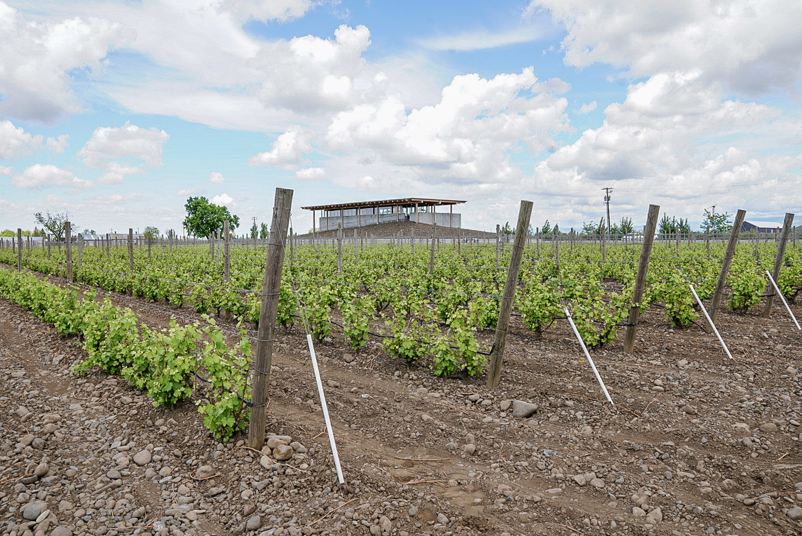 The Rocks District of Milton-Freewater AVA | Oregon Wine